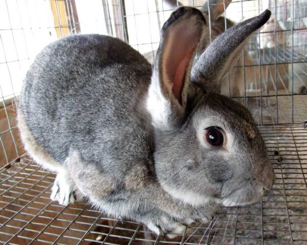 Meat Rabbits 101 – Mother Earth News